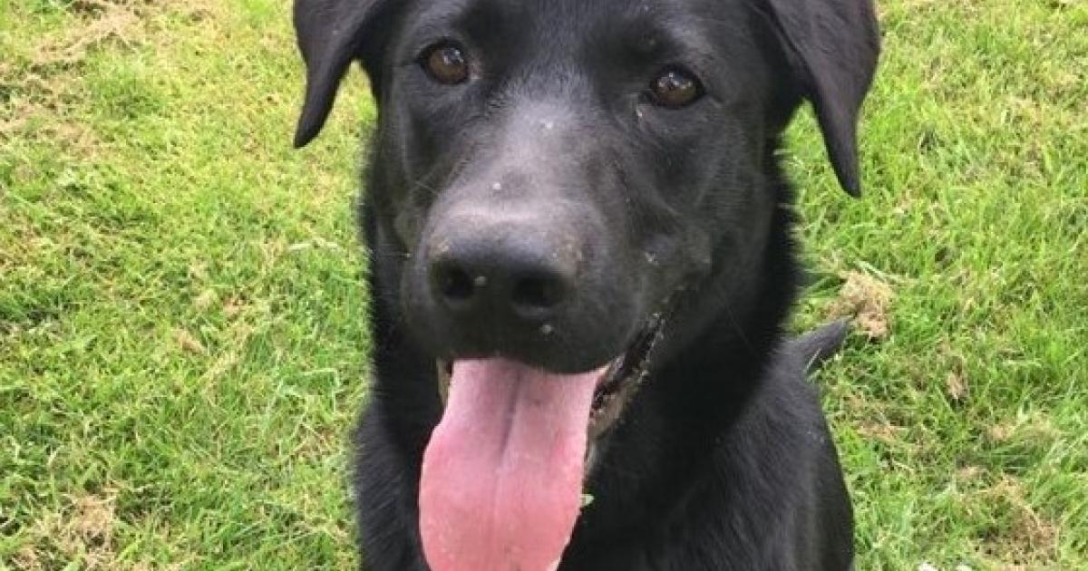 Familie efterlyser sort labrador: Hun er meget savnet